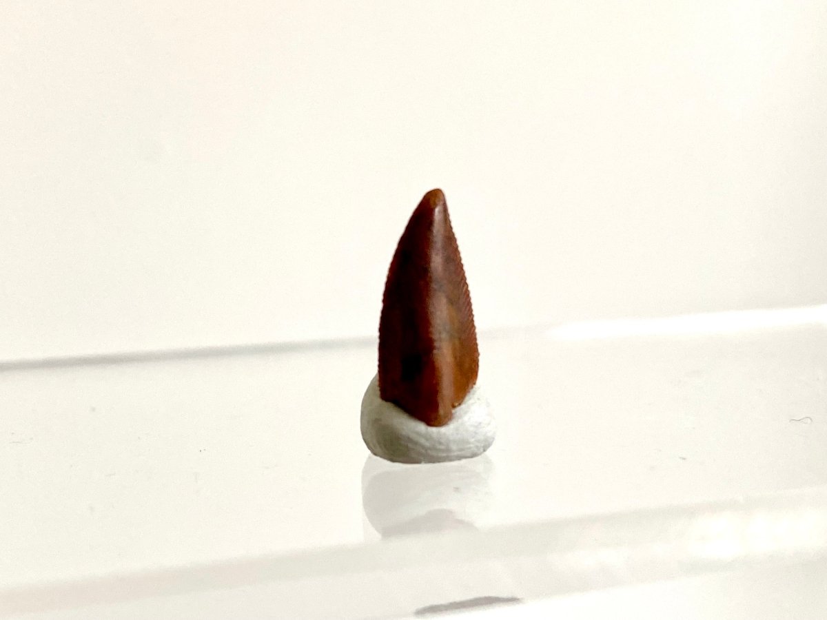 0.55" Abelisaurus fossil Premax tooth, "raptor like" dino species - FossilsAndMore