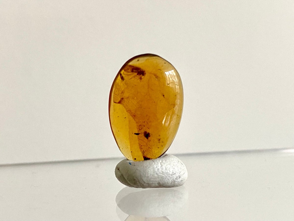 Burmite amber fossils for sale, our unique selection – FossilsAndMore