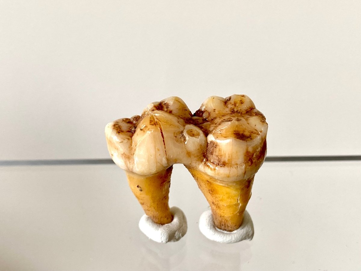 Ice Age fossil collection for sale - FossilsAndMore