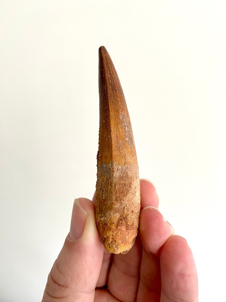 3.55" Spinosaurus fossil dinosaur tooth - FossilsAndMore