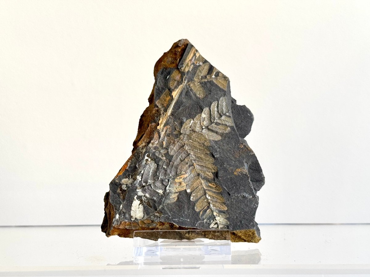 3.59" Neuropteris species plant fossil matrix, fossil fern ...