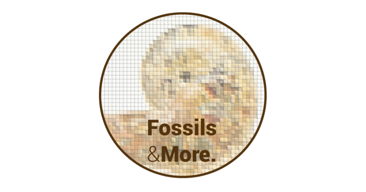 Ice Age fossil collection for sale - FossilsAndMore