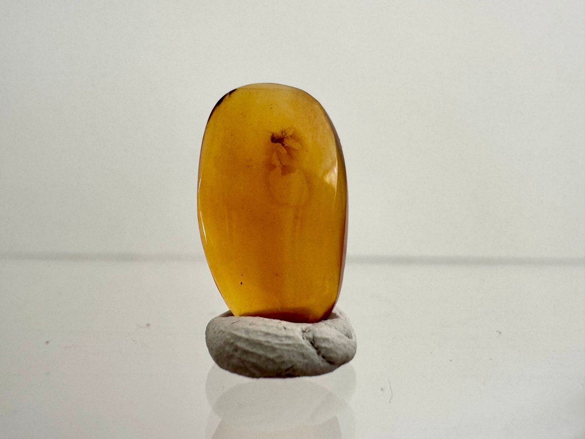 Burmite amber fossils for sale, our unique selection – FossilsAndMore