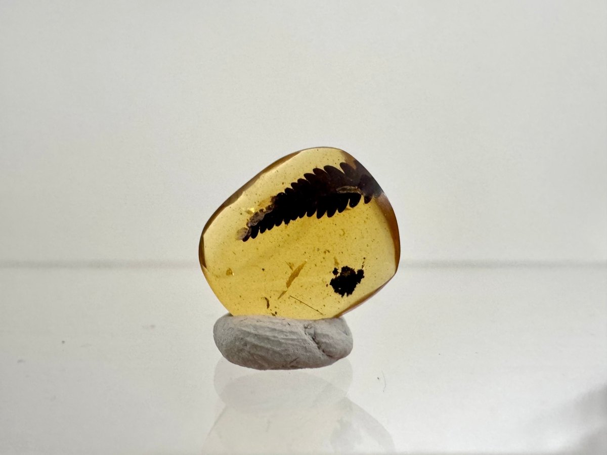 Burmite amber fossils for sale, our unique selection – FossilsAndMore