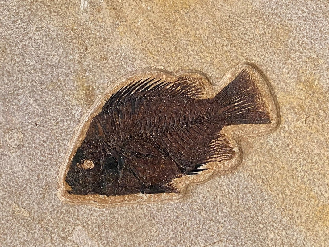 Green River Formation fish - FossilsAndMore