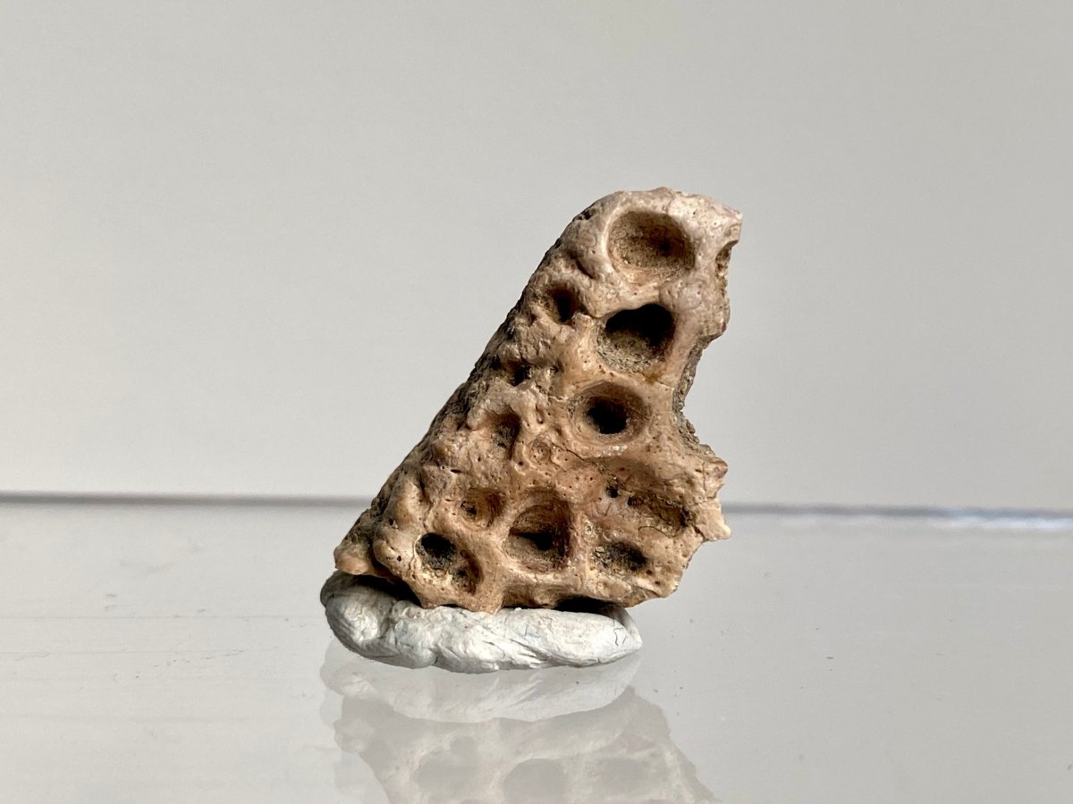 Crocodile Dermal Scute (1.14") - Cretaceous, Hell Creek Formation, USA ...