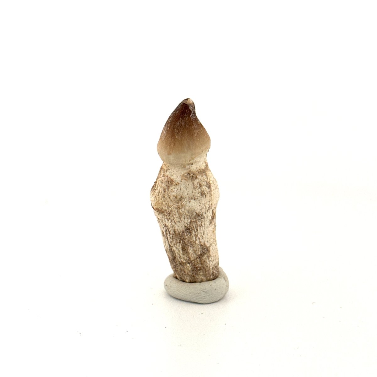 Rooted Globidens Tooth Fossil from Morocco – Rare Mosasaur – FossilsAndMore