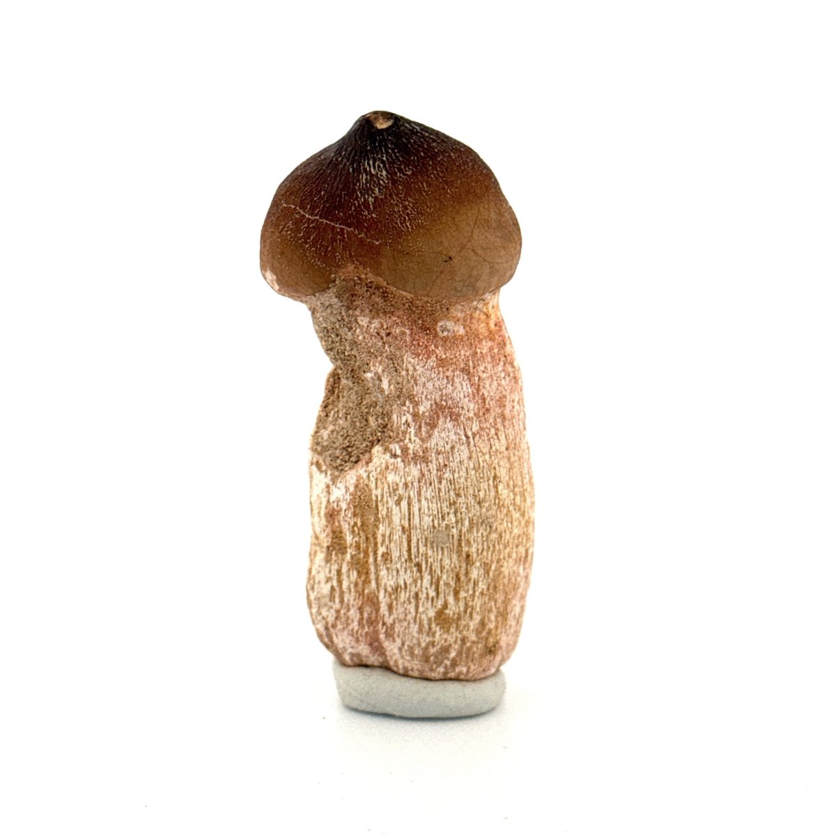 Globidens fossil tooth with natural root (2.50") - Cretaceous, Morocco ...