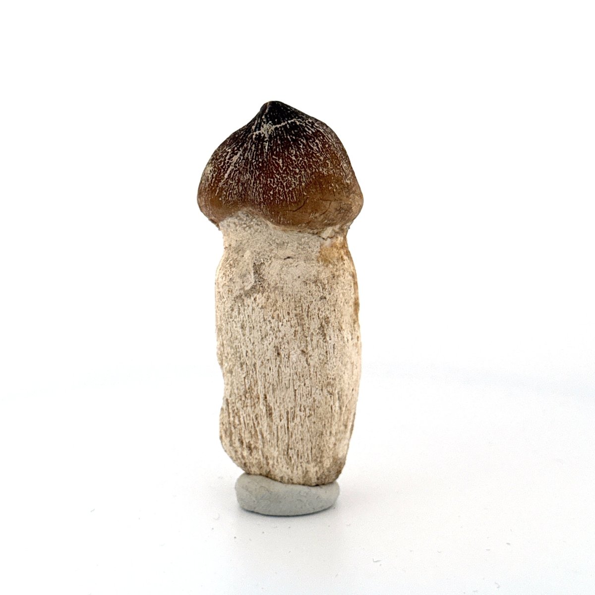 Rooted Globidens Tooth Fossil from Morocco – Rare Mosasaur – FossilsAndMore