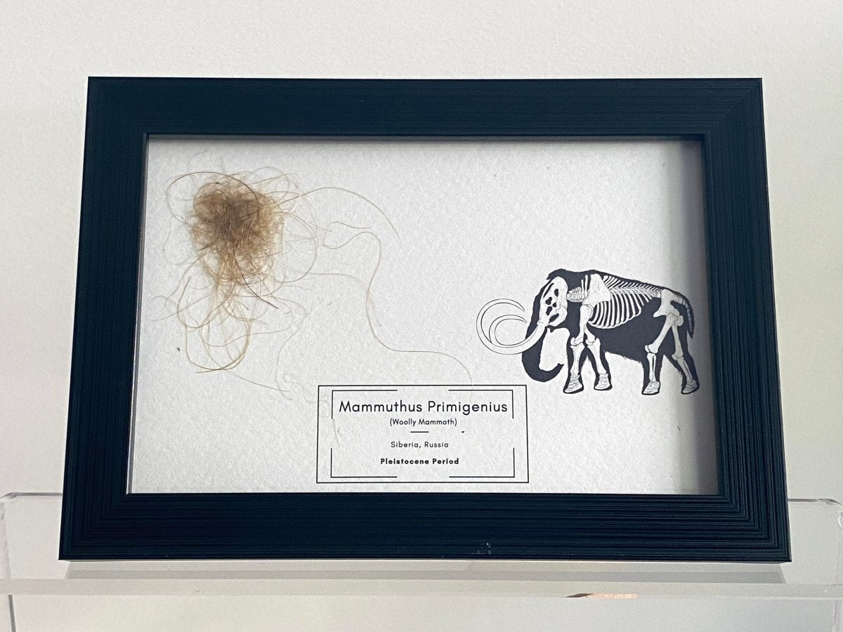 Mammoth Primigenius hair in picture frame - Pleistocene Period, Siberia ...