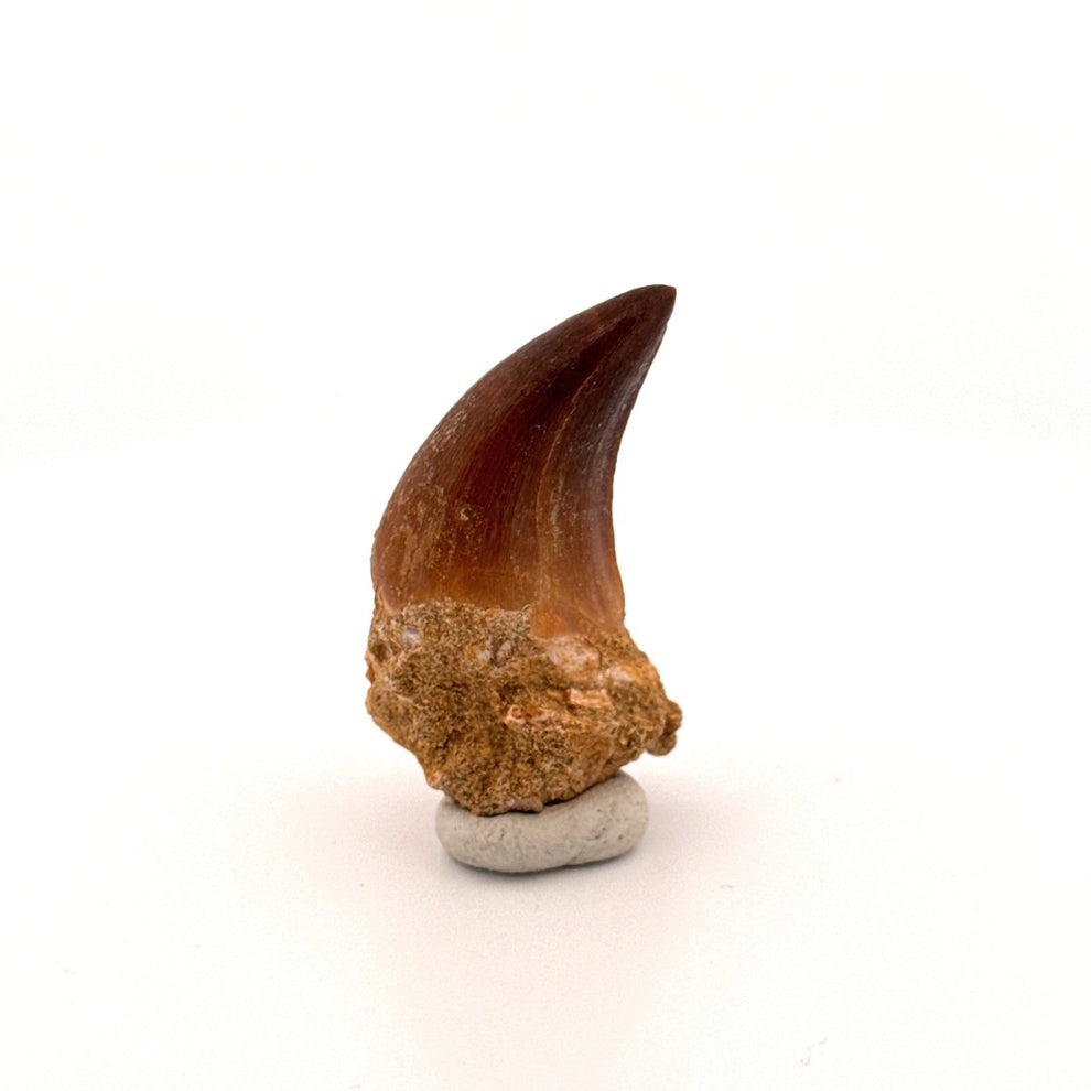 Authentic Mosasaur Tooth Fossil from Morocco – FossilsAndMore
