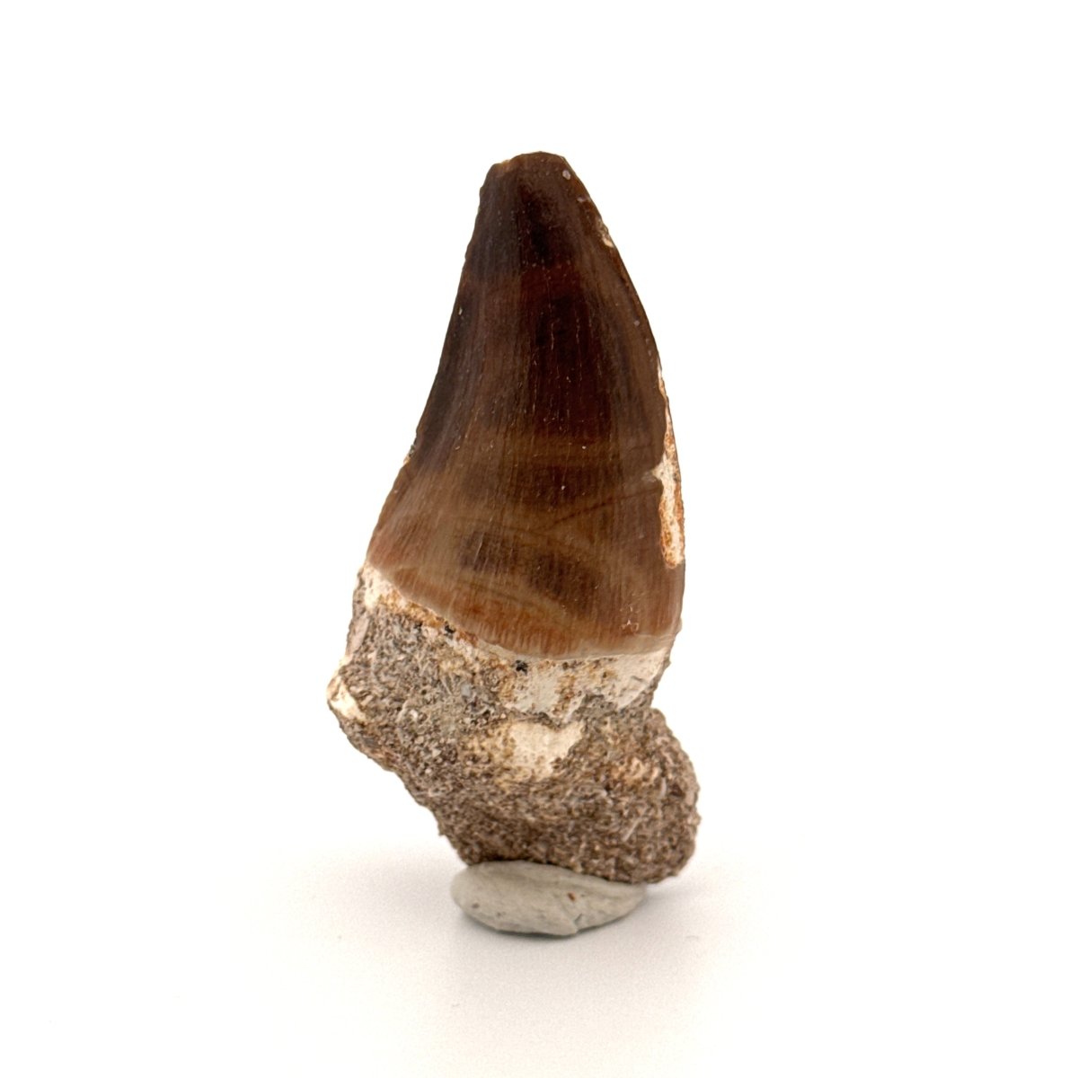 Authentic Mosasaur Tooth Fossil from Morocco – FossilsAndMore