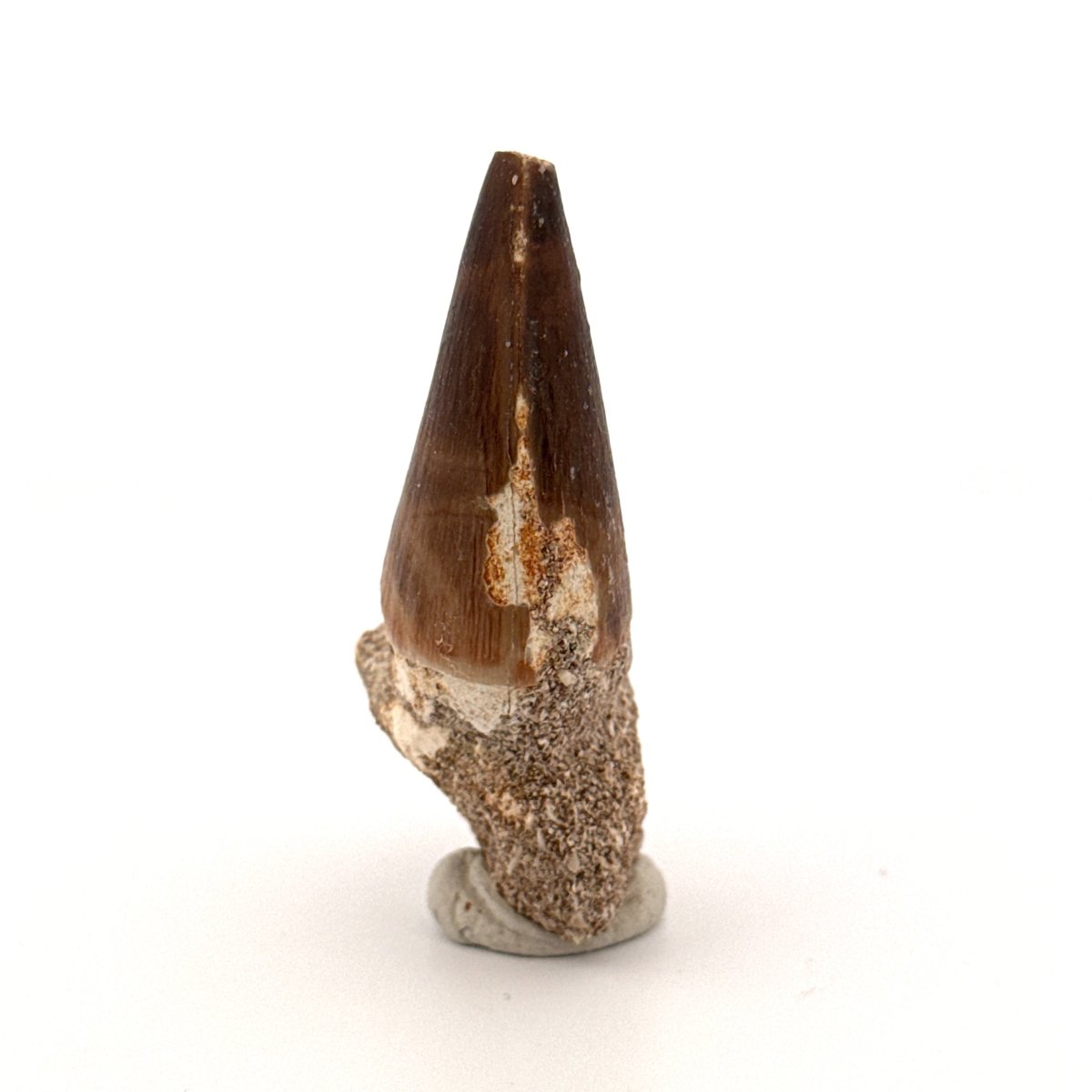 Authentic Mosasaur Tooth Fossil from Morocco – FossilsAndMore