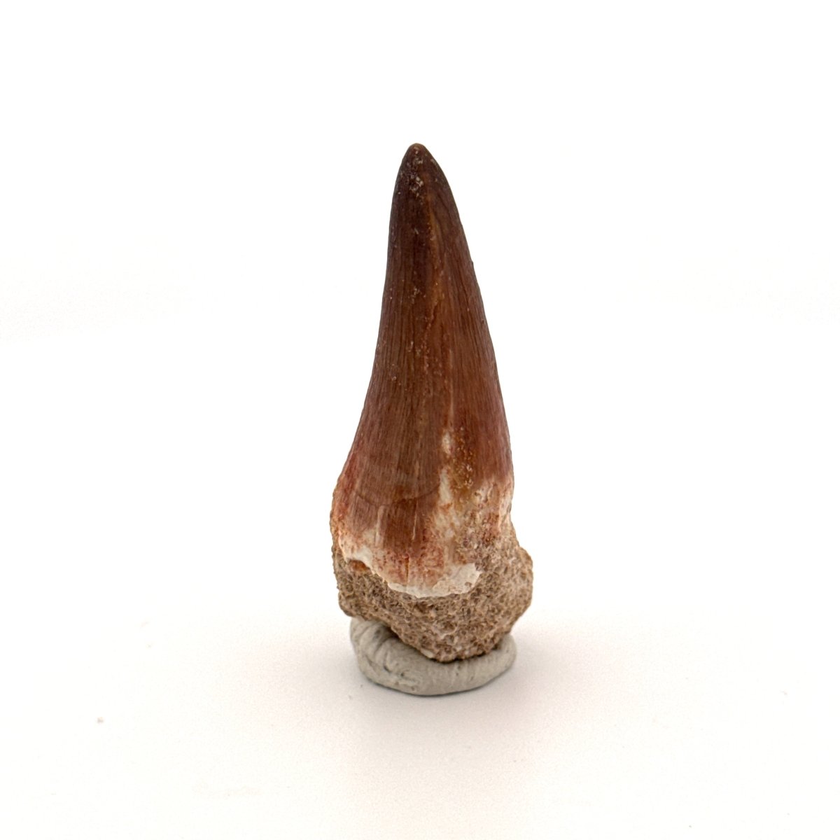 Authentic Mosasaur Tooth Fossil from Morocco – FossilsAndMore