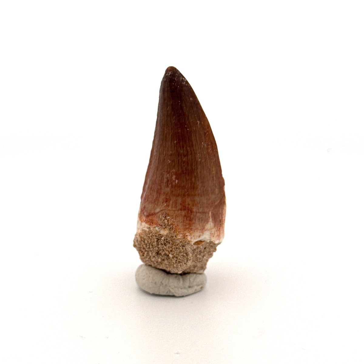 Authentic Mosasaur Tooth Fossil from Morocco – FossilsAndMore