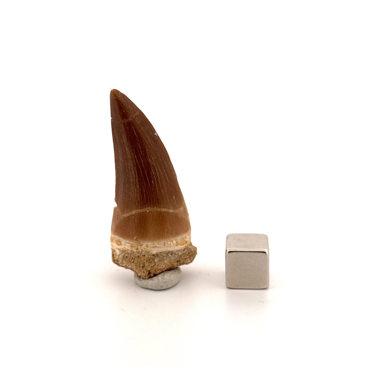 Authentic Mosasaur Tooth Fossil from Morocco – FossilsAndMore