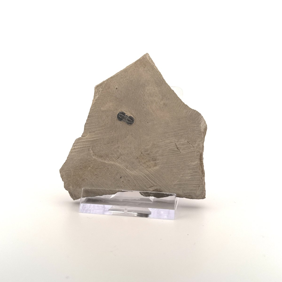 Peronopsis interstrictus Trilobite Fossil on matrix – Cambrian, Utah ...
