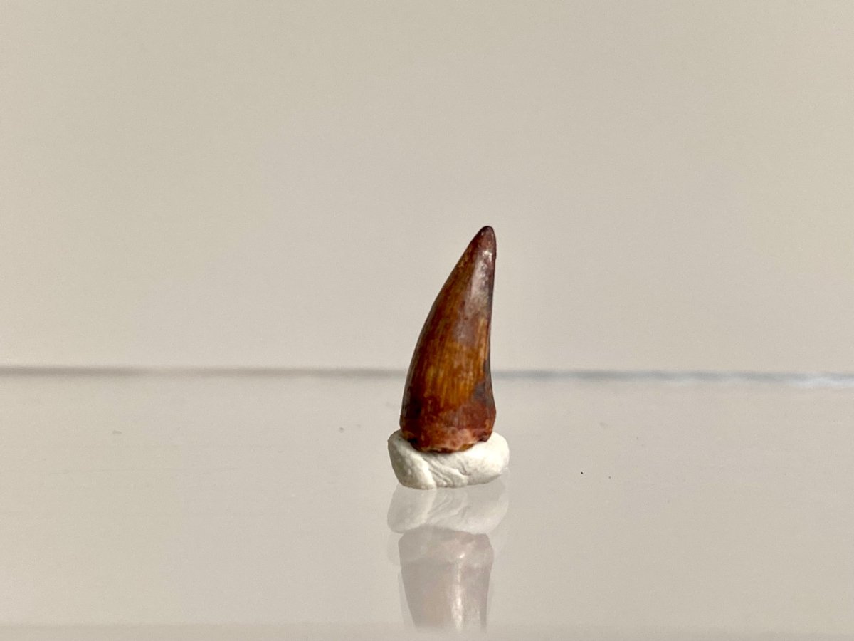 Phytosaur fossils tooth, Redondasaurus (0.54") - Late Triassic, USA ...