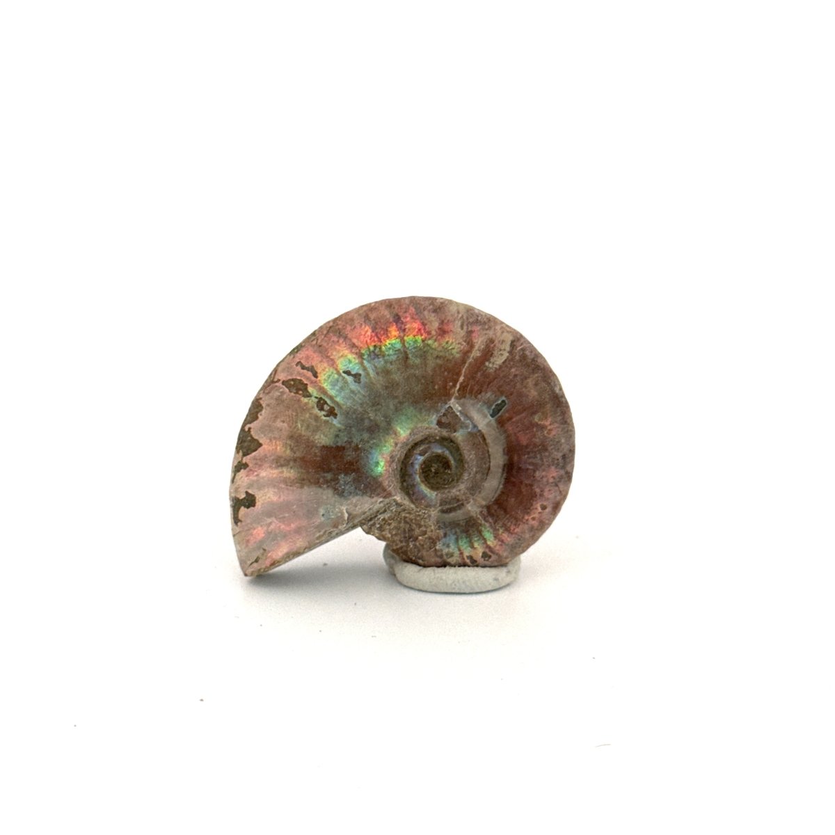 Small Iridescent Ammonite fossil (1.59") - Cretaceous, Madagascar ...