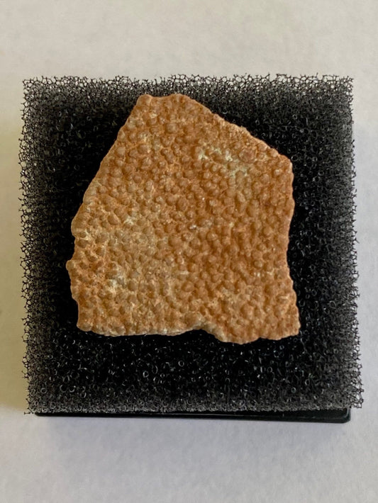 Titanosaur eggshells fossils for sale - FossilsAndMore