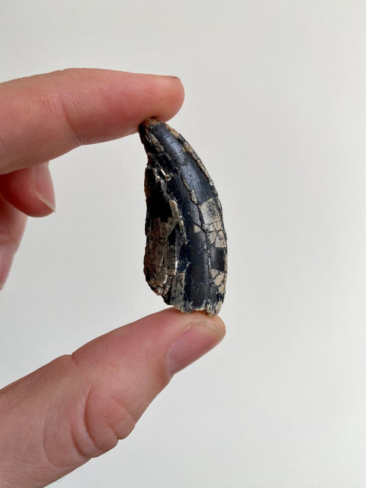 Afrovenator fossil teeth for sale - FossilsAndMore